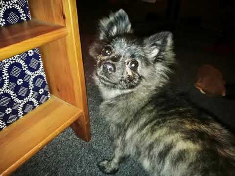 Lizzy puppy 2019 - YouTube