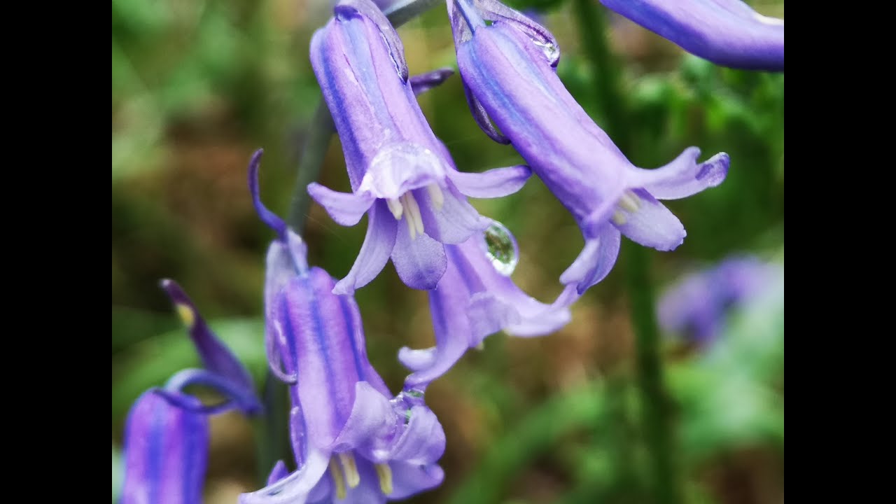 Calder Vale bluebell walk and cakes served at St. John's Church ...