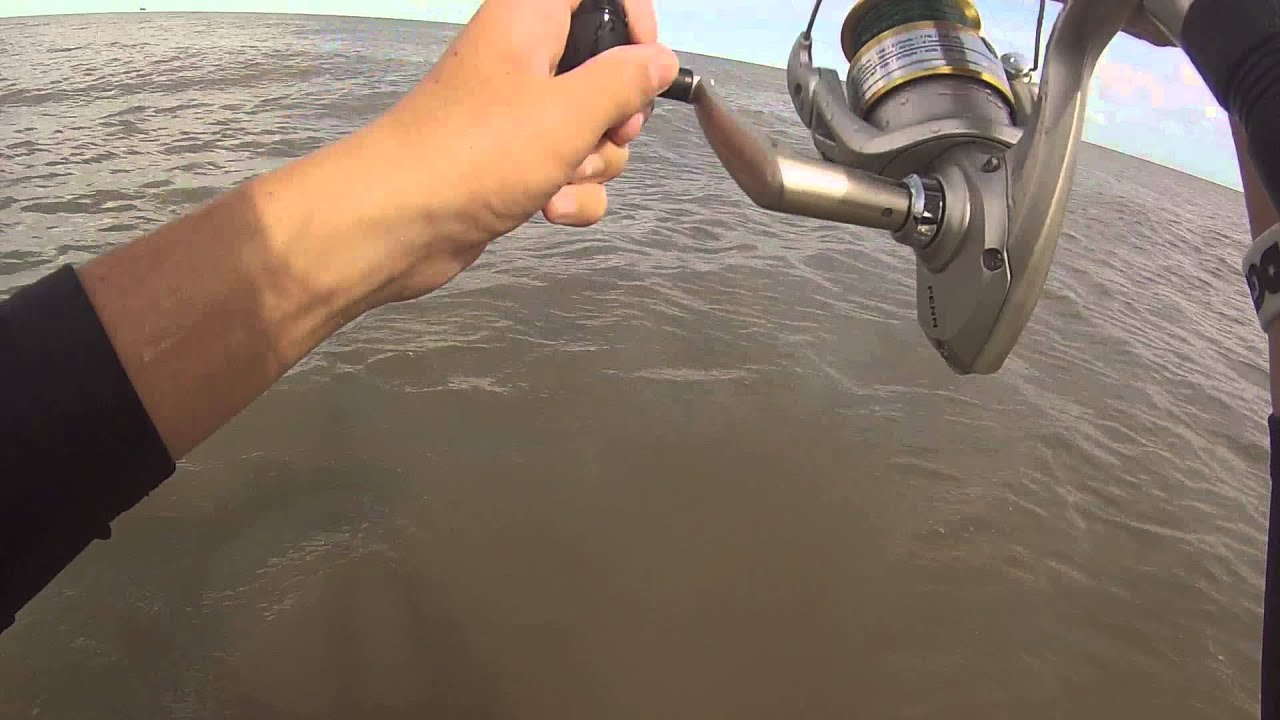 Baby Gafftop Catfish - YouTube