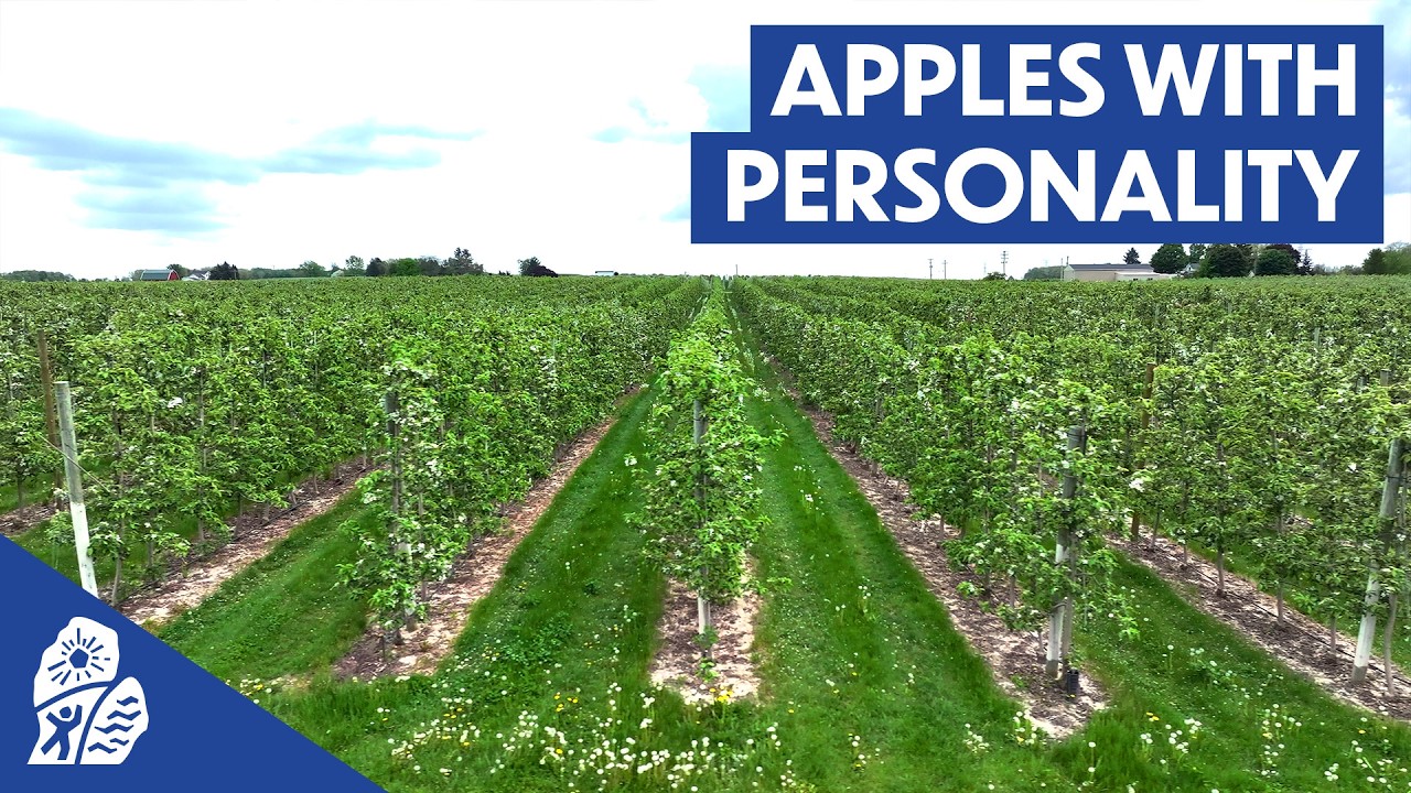 Pux Cider: The Apple of Your Taste Buds - YouTube