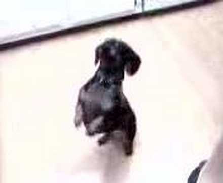 Jumping weiner dog ggp - YouTube