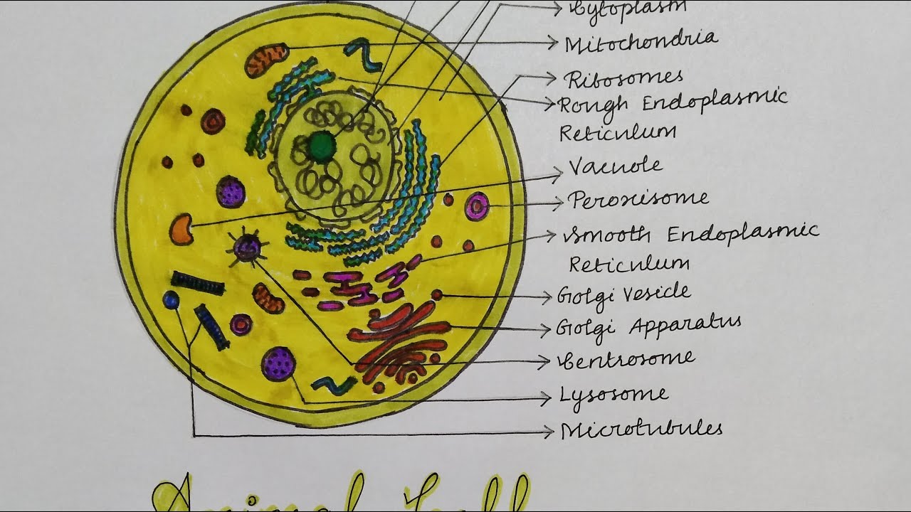 How to draw a animal cell/easy animal cell diagram/labelled animal cell ...