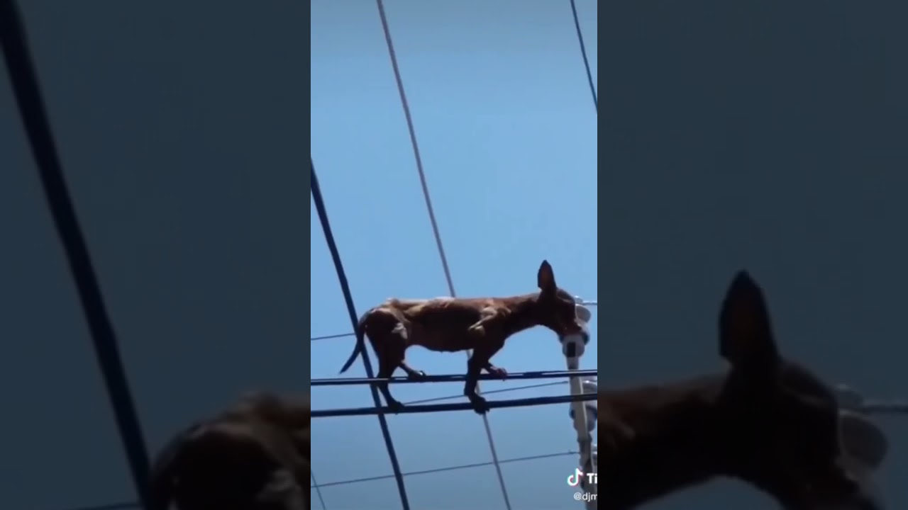 El perro electricista - YouTube