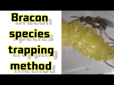 Bracon species trapping method #braconhebetor #biologicalcontrol # ...