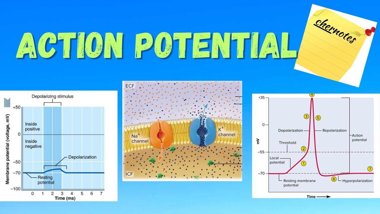 Action Potential. Neuron. Easy explanation. Na/K Pump - YouTube