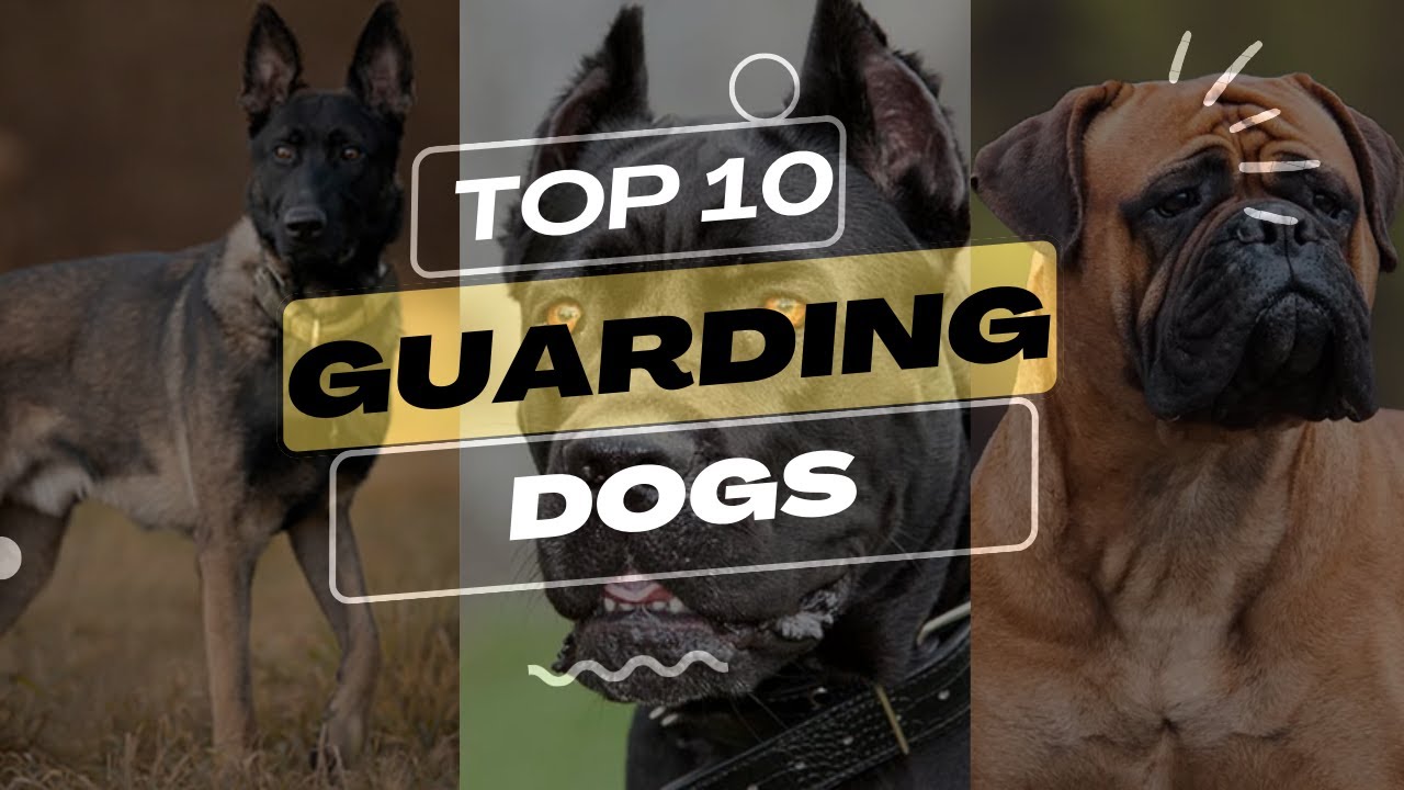 Top 10 Guarding dogs you should know - YouTube