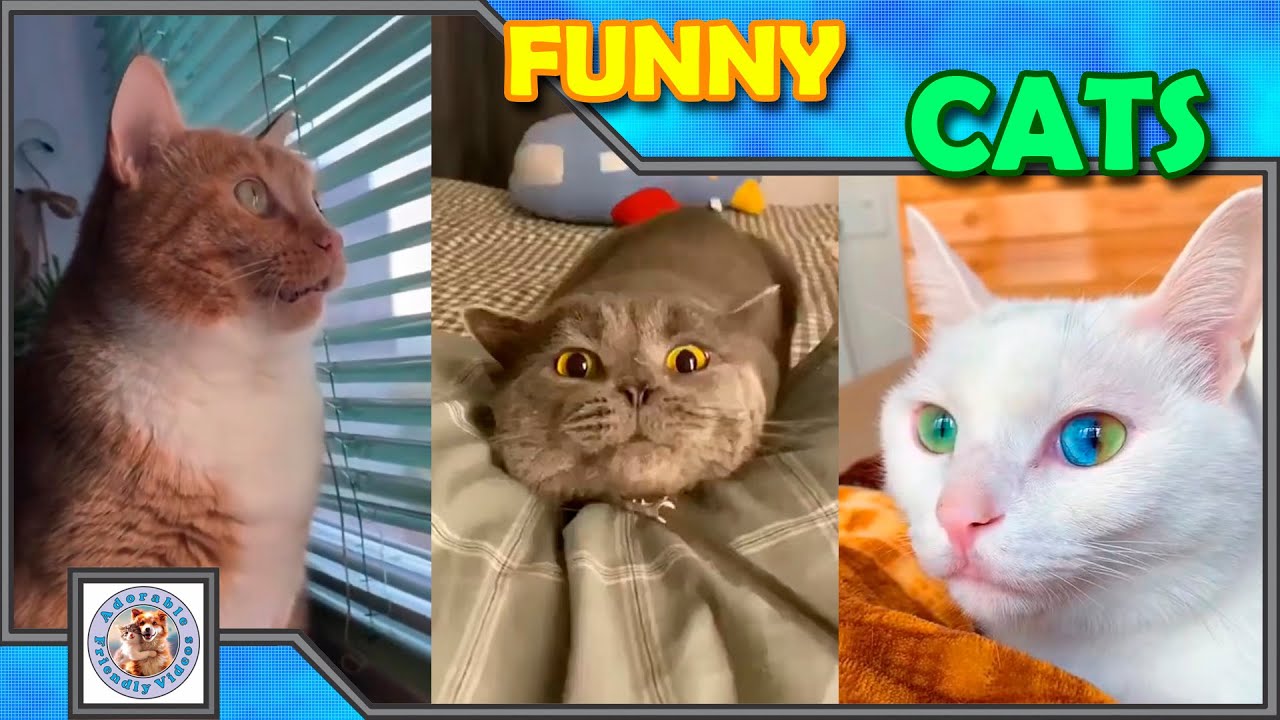 Laugh with this funny cat compilation! #008 Comment your favorite ...
