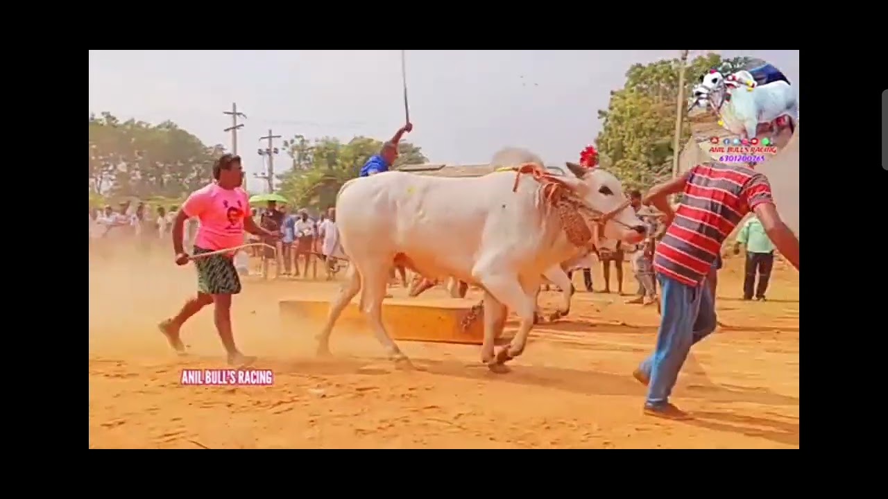 pathuru gramum 6 teeth bull's racing psk& psc bulls 🔥 - YouTube