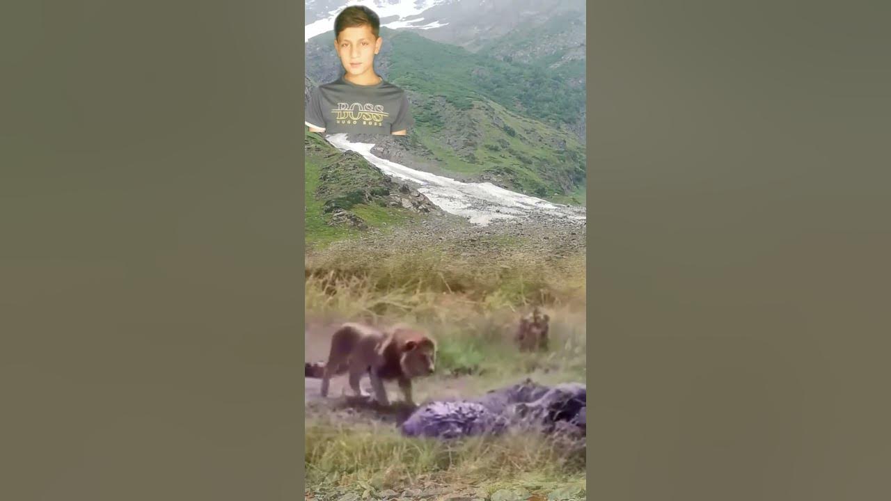 How Clever Is The Most Powerful Predator - YouTube