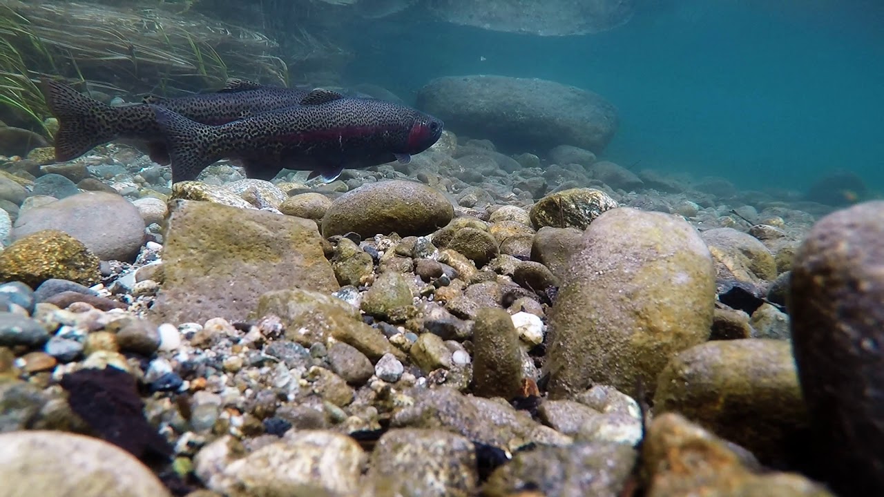 Wild Alaskan Rainbow Trout spawning in Willow, Ak - YouTube