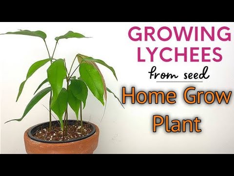 How to grow Lychee Plant. Grafting, Air layering in Lychee Plant ...