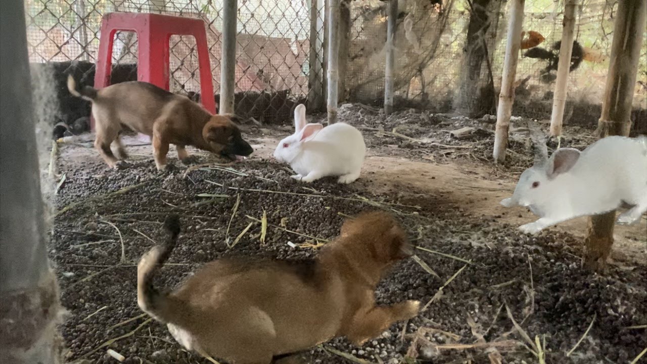 Puppy playing with rabbit. when the baby bunnies run out | dog and ...
