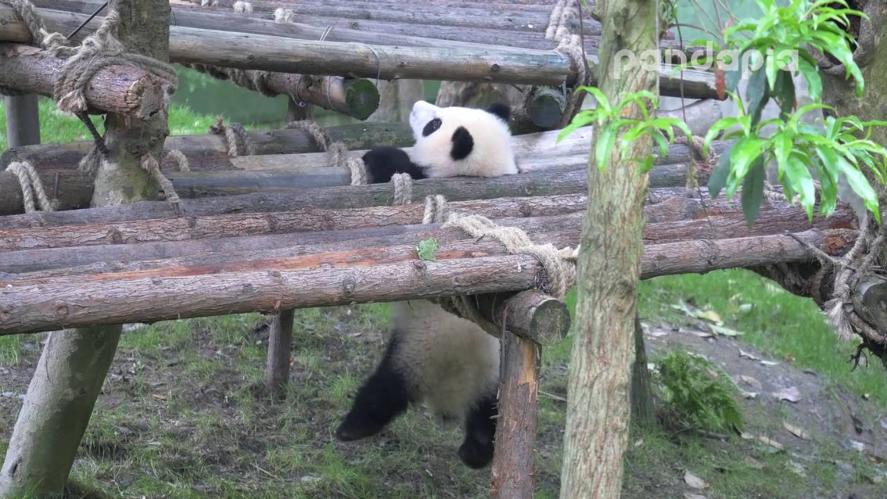 Panda stuck at the structure. - YouTube