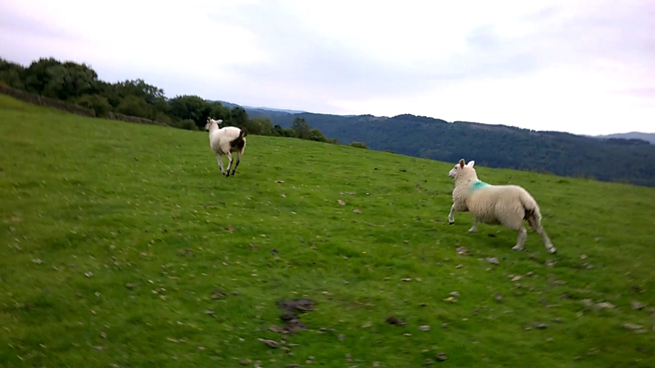 I love chasing sheep - YouTube