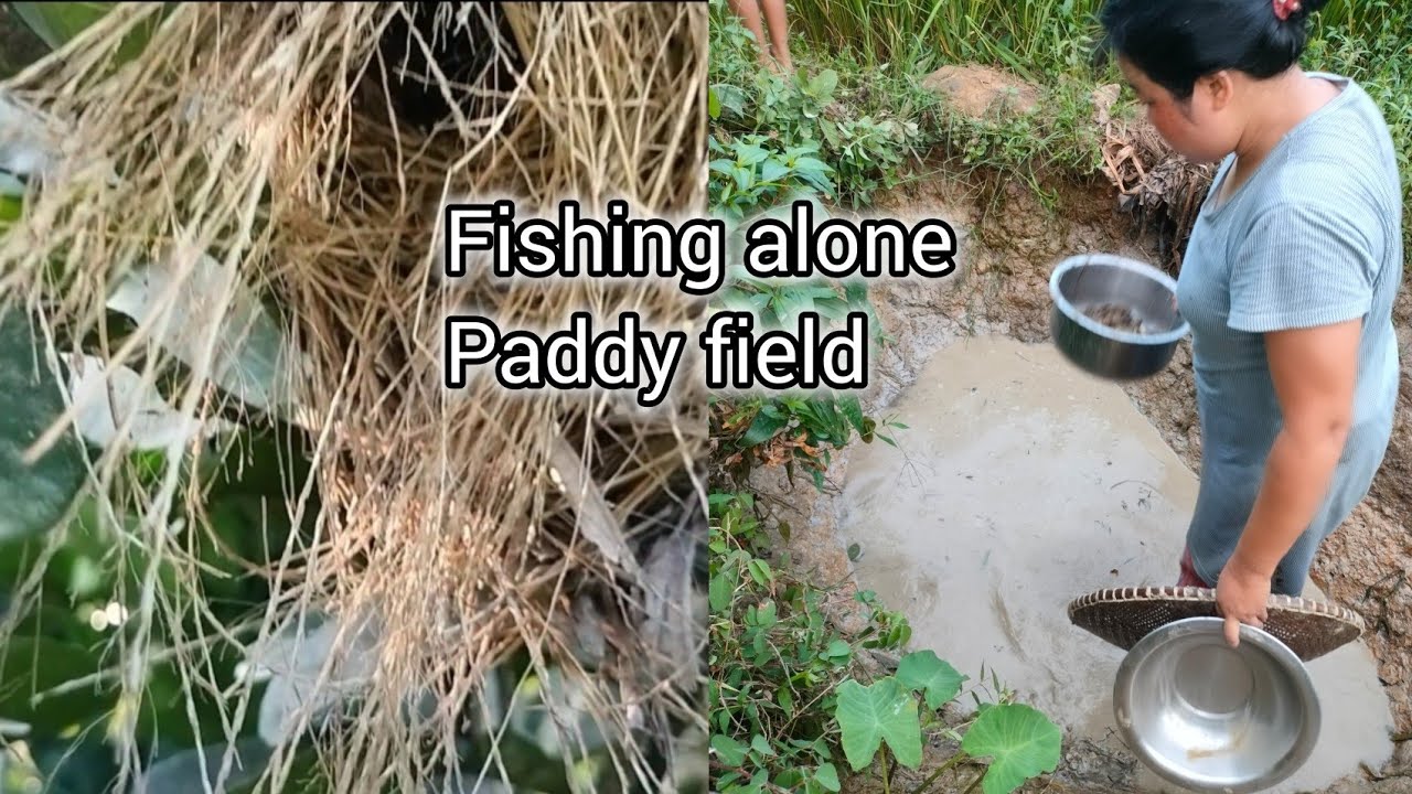 Fishing alone paddy field II catching mini fish II cooking - YouTube