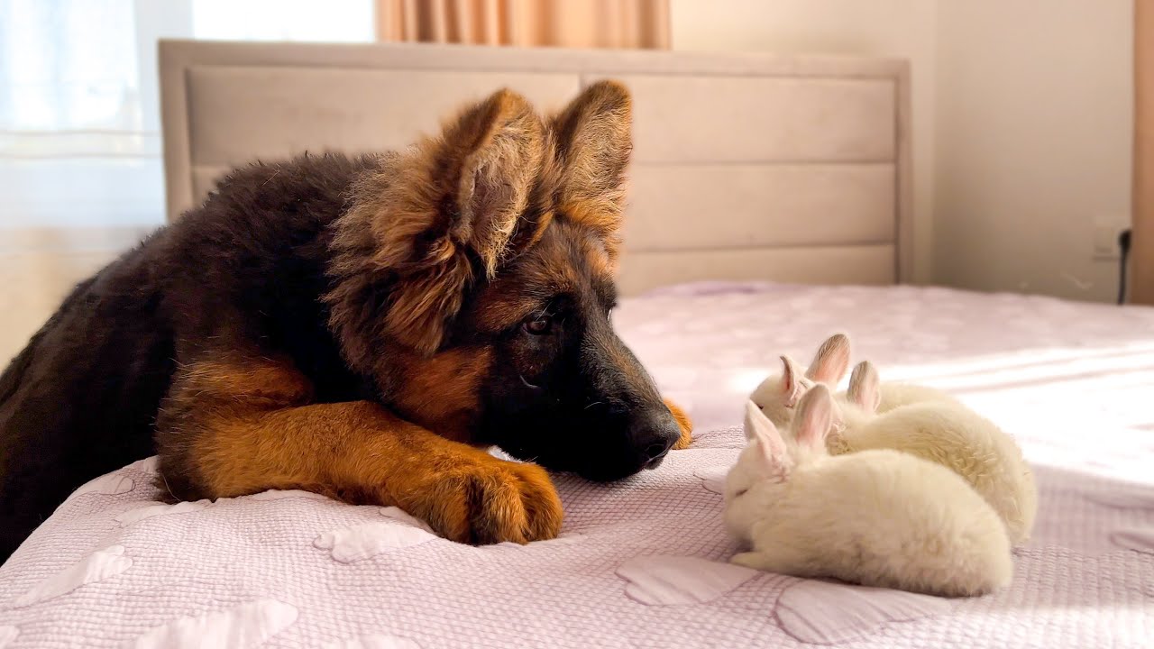 German Shepherd Puppy Meets Tiny Bunnies for the First Time - YouTube