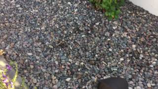 Niles Outdoor Backyard Speakers and Underground  Subwoofer Phoenix, AZ installed by Audio EnVision