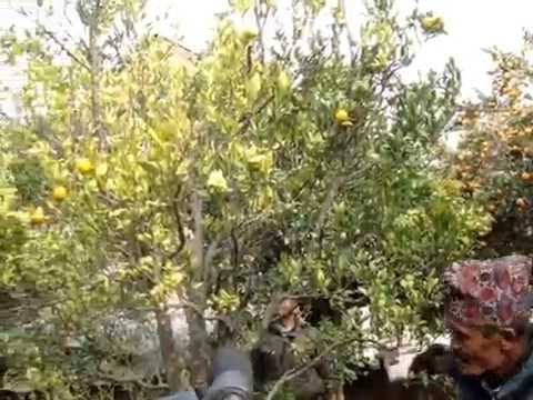Control of Citrus Decline by use of Jeevatu 1 - YouTube