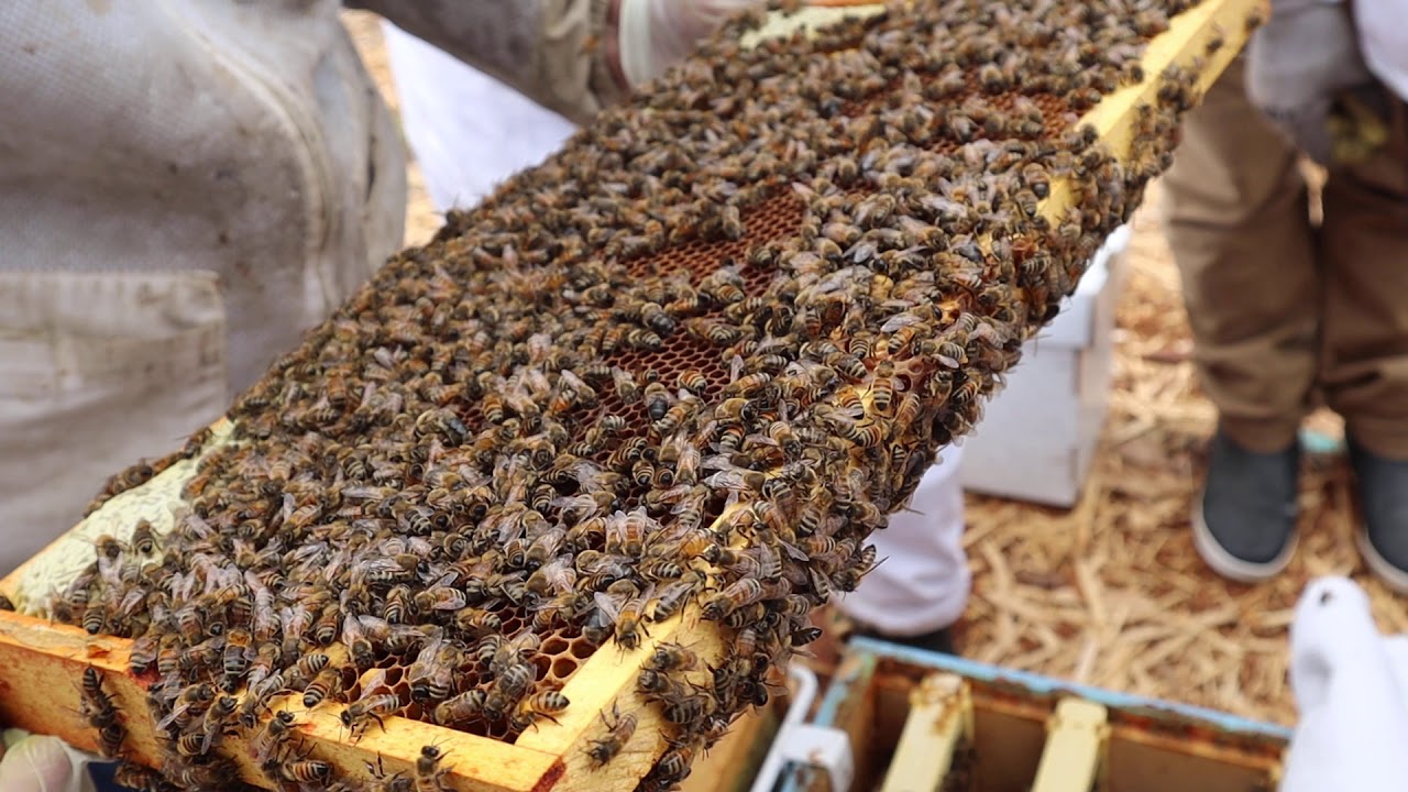 Bee Club Beehive Inspection Video #7 - YouTube
