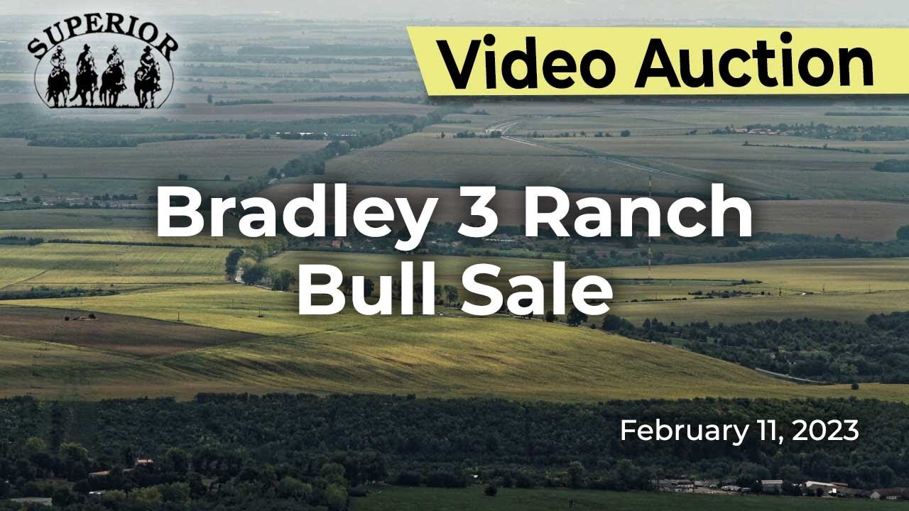 Bradley 3 Ranch Annual Sale Youtube