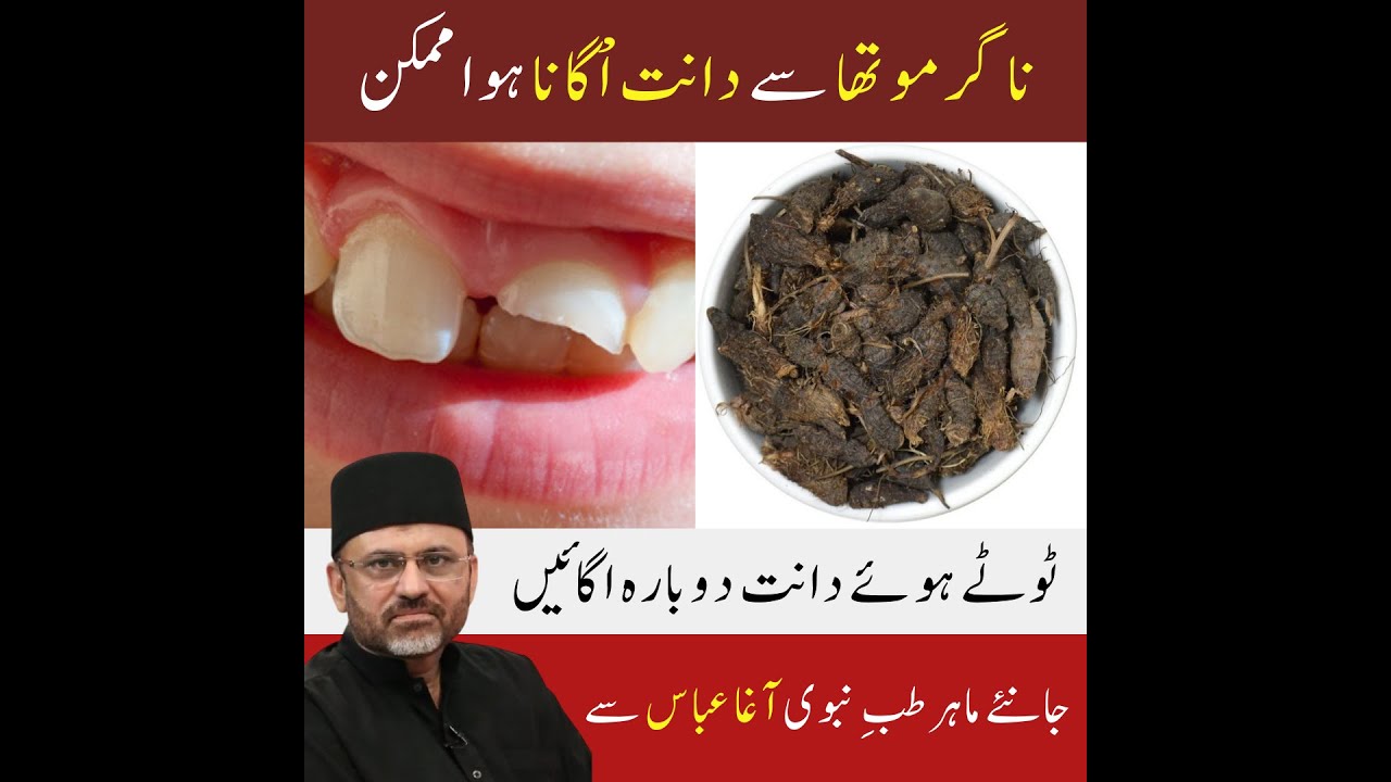 Nagar Motha Ke Estimaal Se Naye Daant Ugg Aate Hen | New Teeth Grow ...