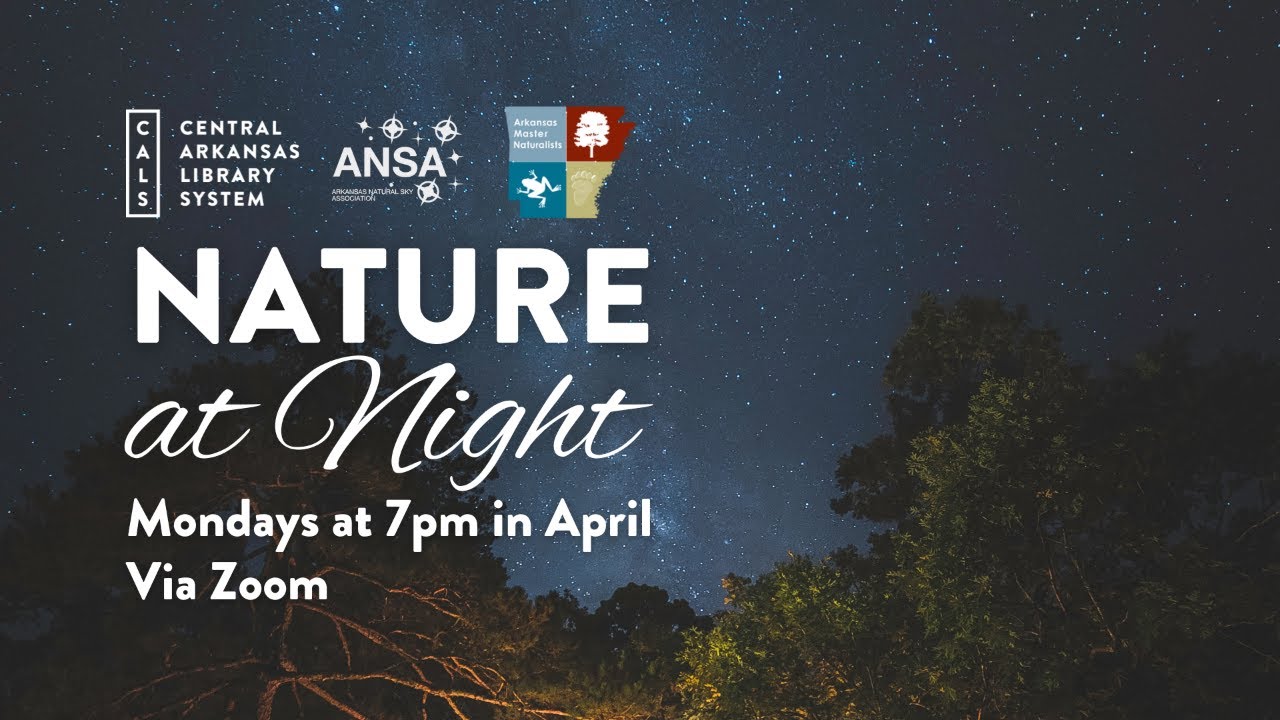 Birds | Nature at Night (Week 1) - YouTube
