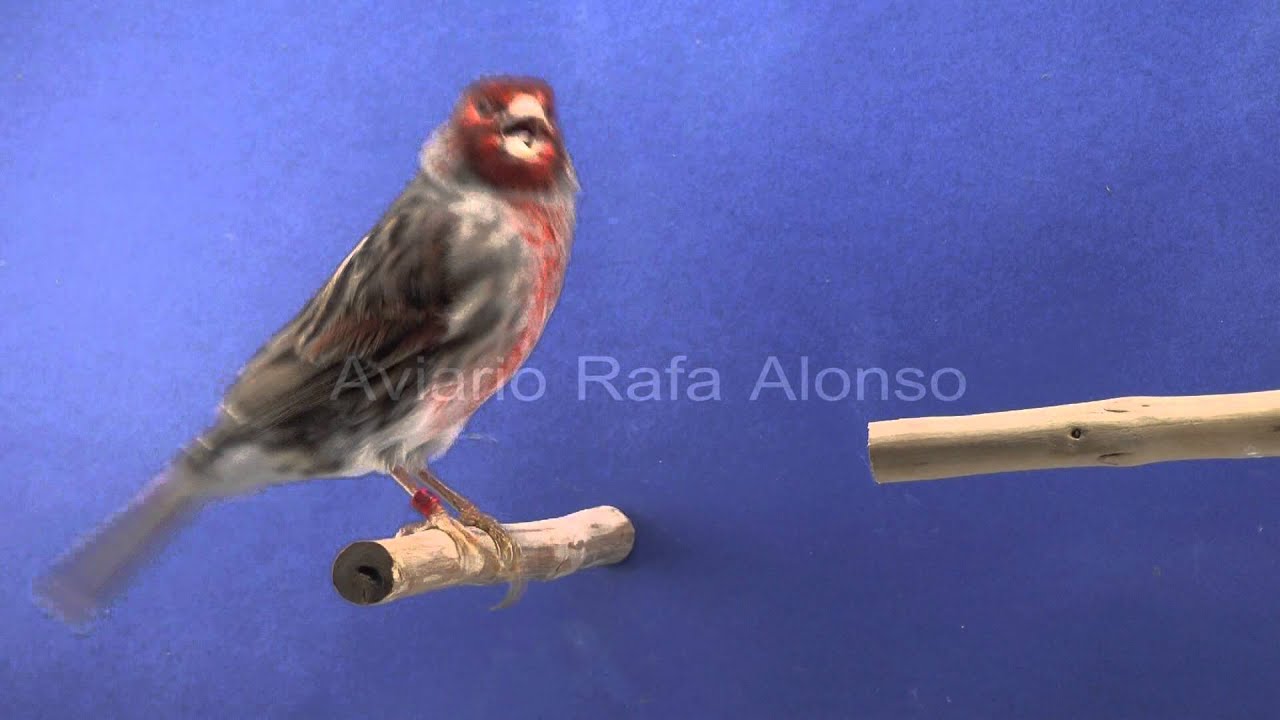 011 canario bruno mosaico - YouTube