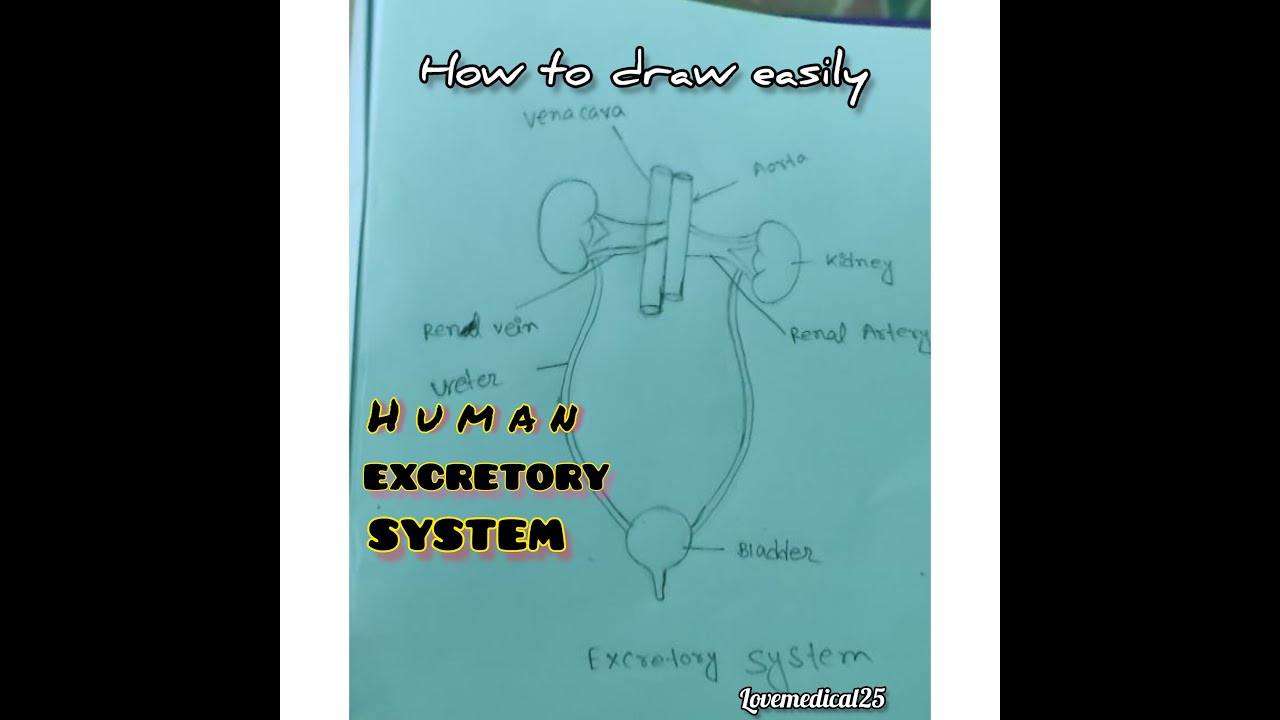 How to draw human excretory system - YouTube