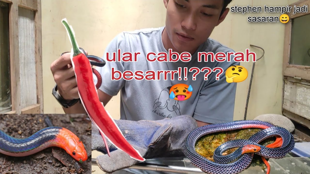 Ular Cabe Merah BESAR 🤔 Calliophis Bivirgatus, dan 2 jenis lainnya yang ...