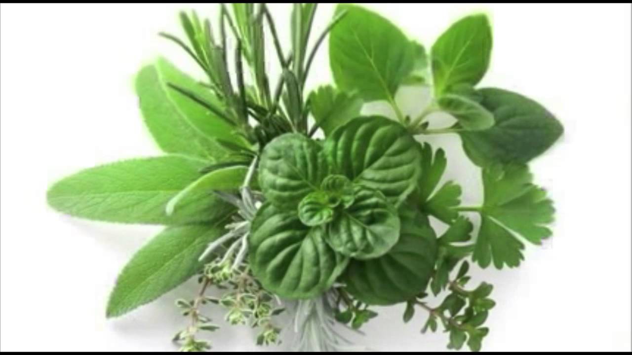 Doc Flowers Intro Video - YouTube