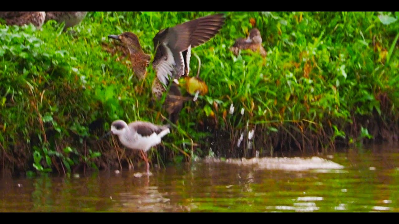 1121205 The Baikal teal is a dabbling duck that breeds in eastern ...