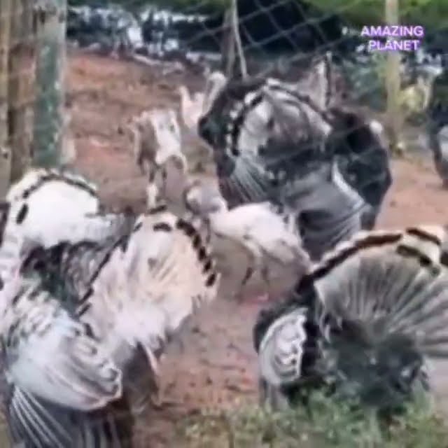 The turkey (Pabo) is a large bird in the genus.@Amazingplanet224 - YouTube