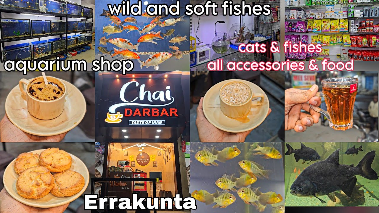 Fishes aquarium food | chai darbar | cats food all accessories | tea ...