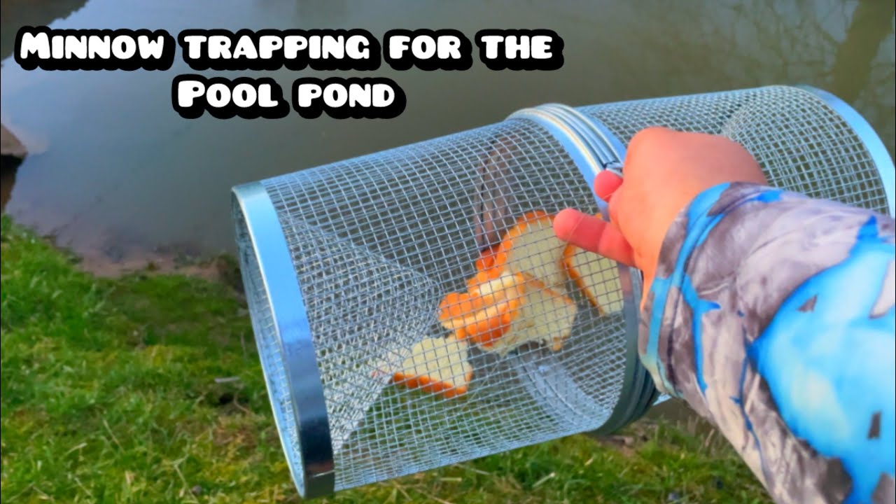 Minnow trapping to stock the pool pond - YouTube