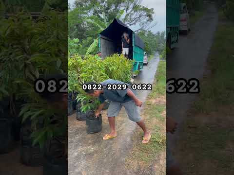 Bawor beraksi - YouTube