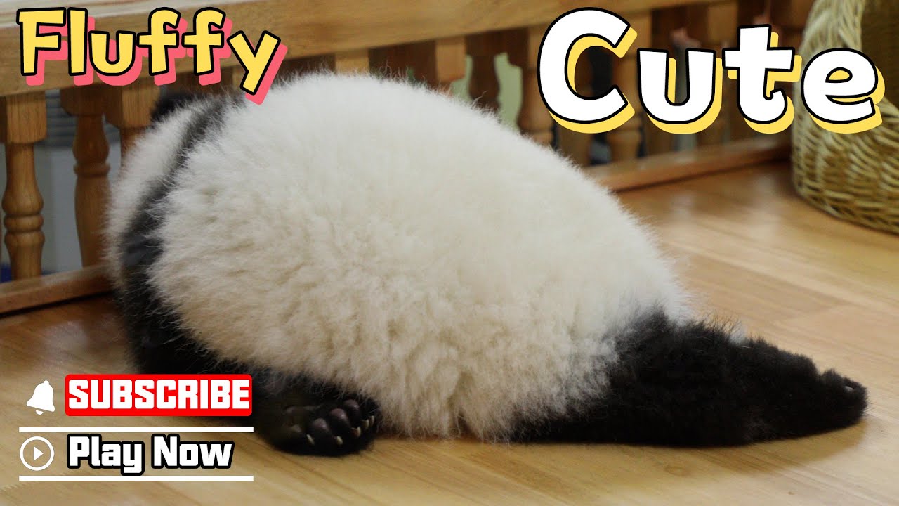 Baby Panda Defines The Word Fluffy IPanda YouTube baby-panda-defines-the-word-fluffy-ipanda-youtube