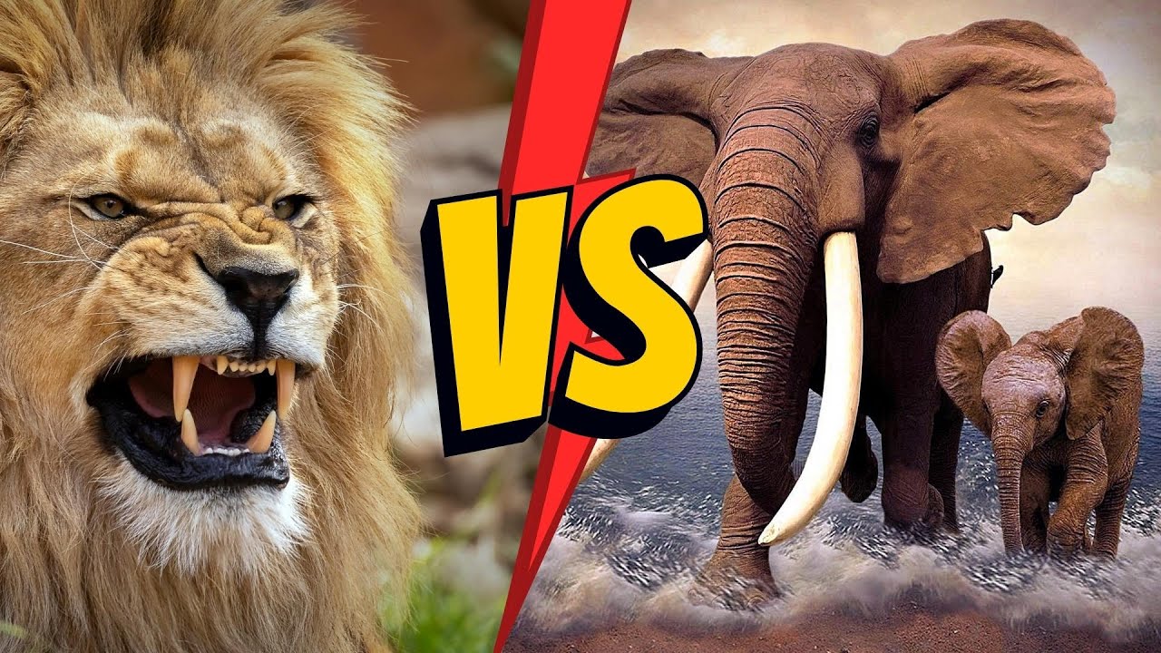 Lion Vs Elephant Who Will Be The Winner? #nature #animals #wildlife ...