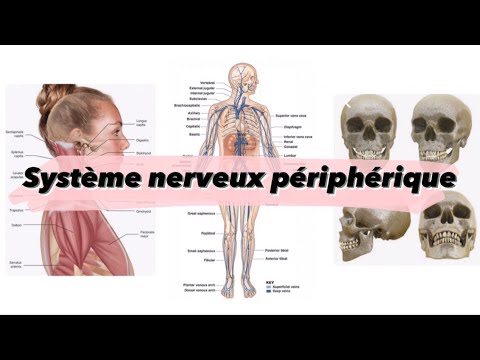 Cours 6 : Système nerveux périphérique | شرح بالدارجة - YouTube