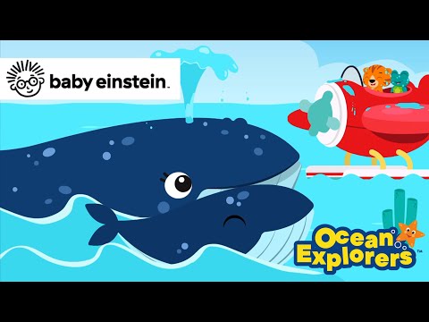 Swimming Home with Humpback Whales | Ocean Explorers Song Compilation | Baby Einstein | Kids Cartoon