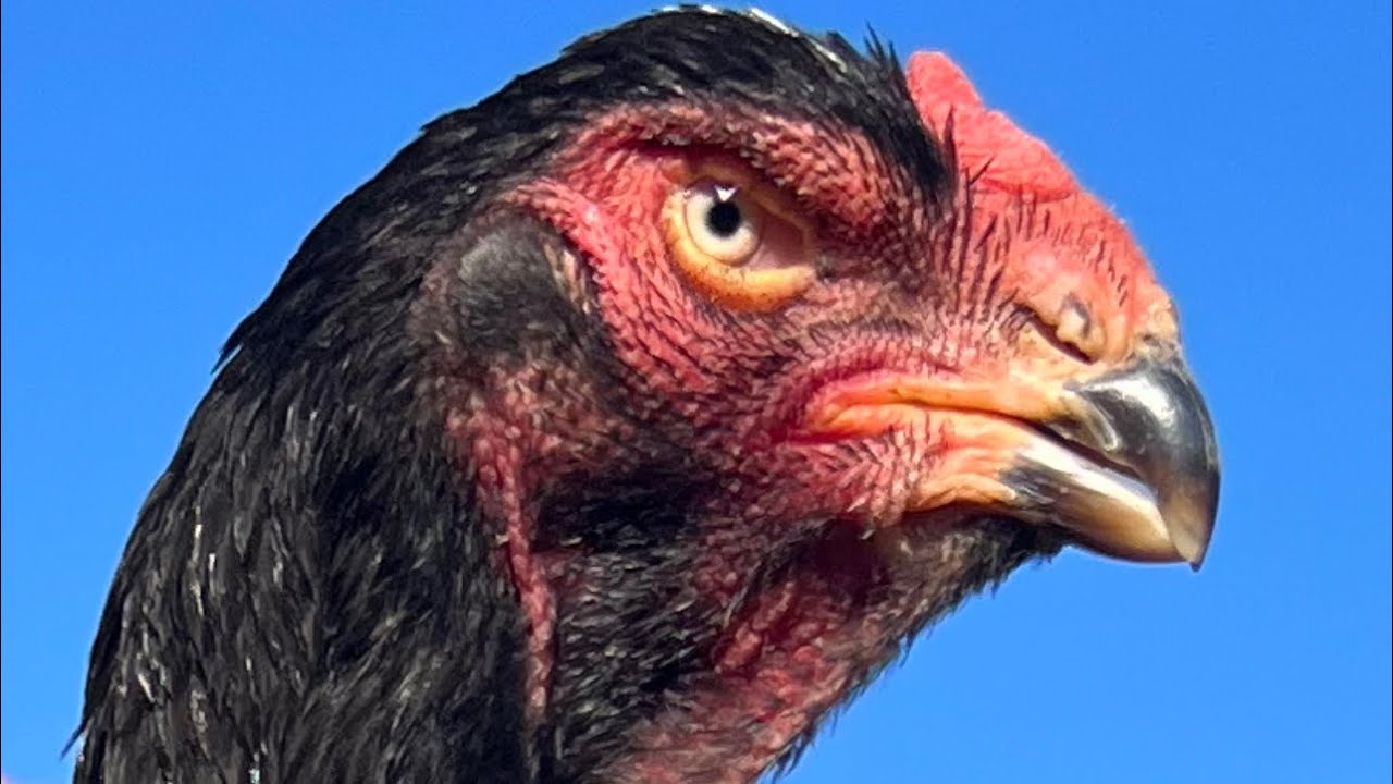 Blue Shamo Hen With Eagel Head OH Shamo ️🏆 ️ - YouTube