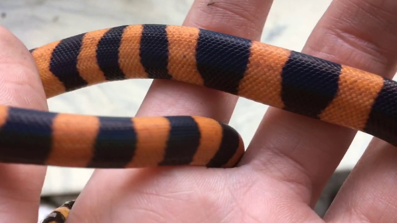 Bismarck Ringed Python Update 8/19 - YouTube