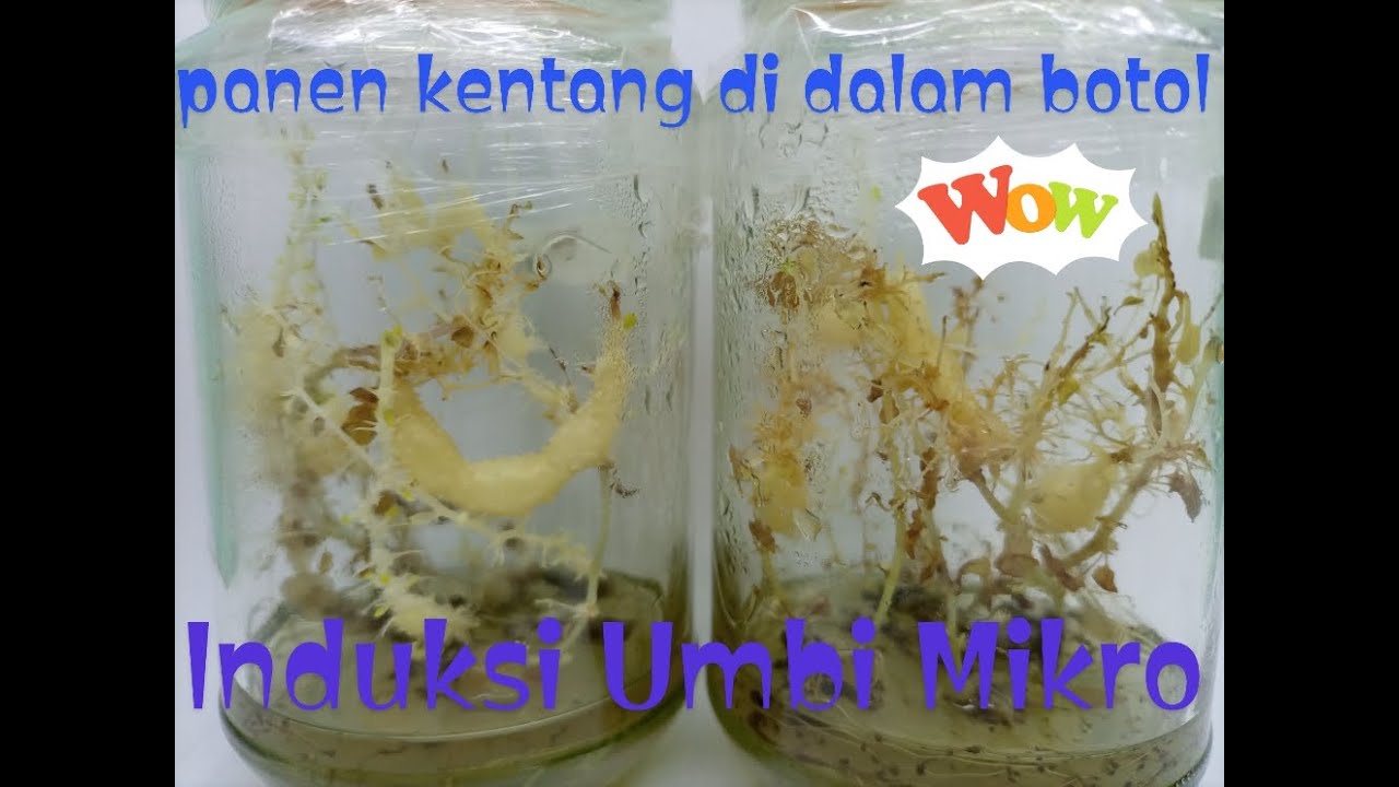 kultur jaringan 8.Cara Induksi Kentang dalam Botol (umbi mikro Kentang ...