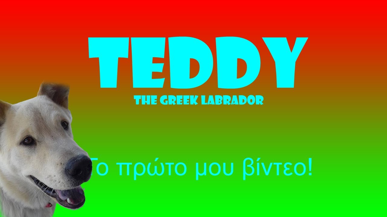 To πρώτο μου βίντεο Τeddy The Greek Labrador - YouTube