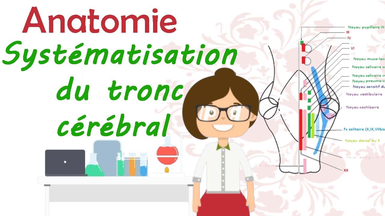 Anatomie | Systématisation du tronc cérébral .. cours de 2 ème année ...