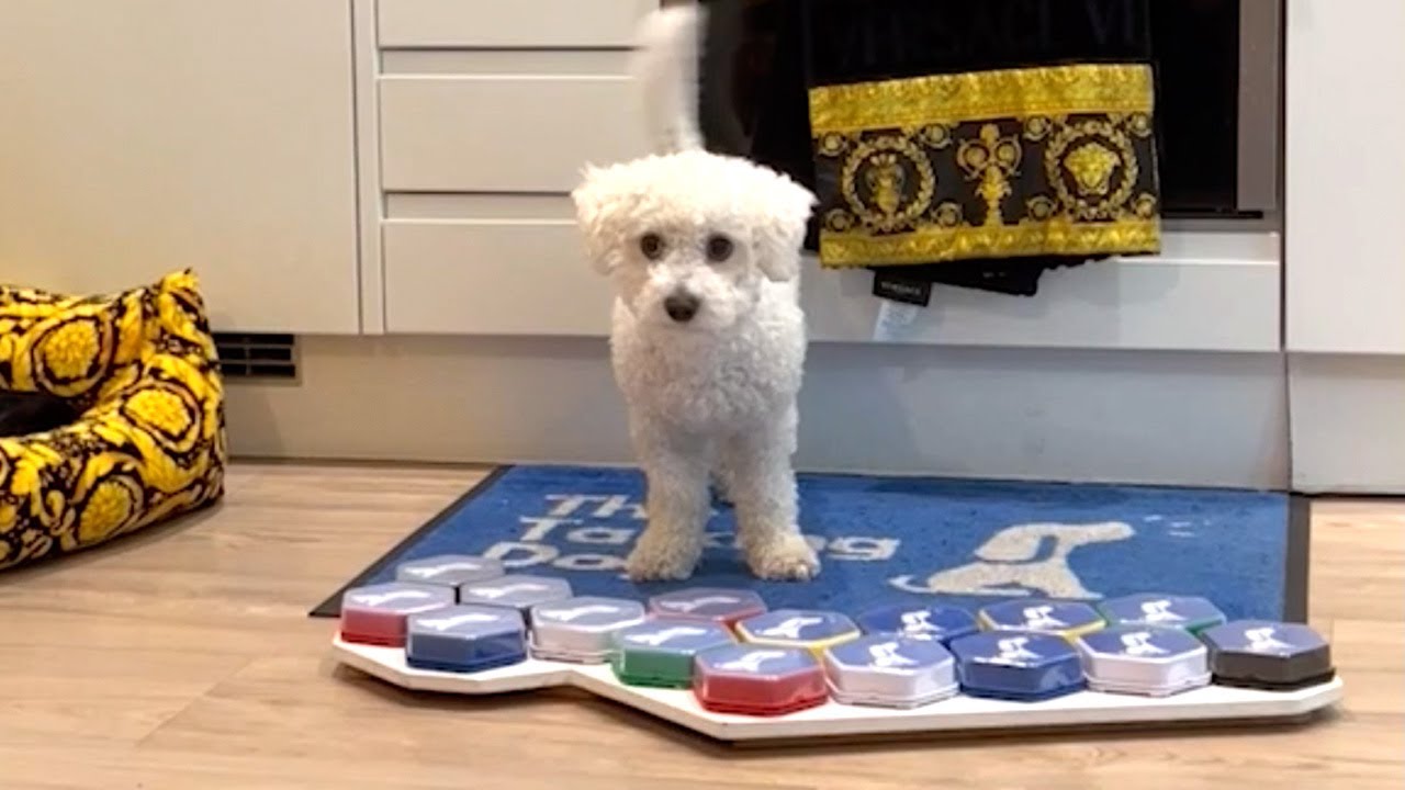 CUTE PET! Clever Pooch Talks To Owner Using Buttons - YouTube