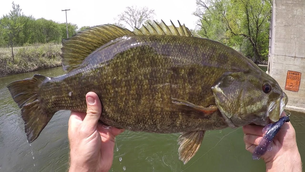 Bank Fishing Bedding Brown Bass - YouTube