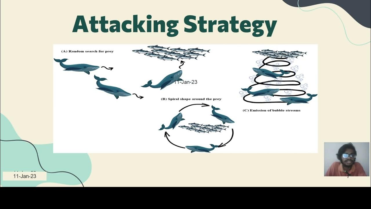 Whale optimization - YouTube