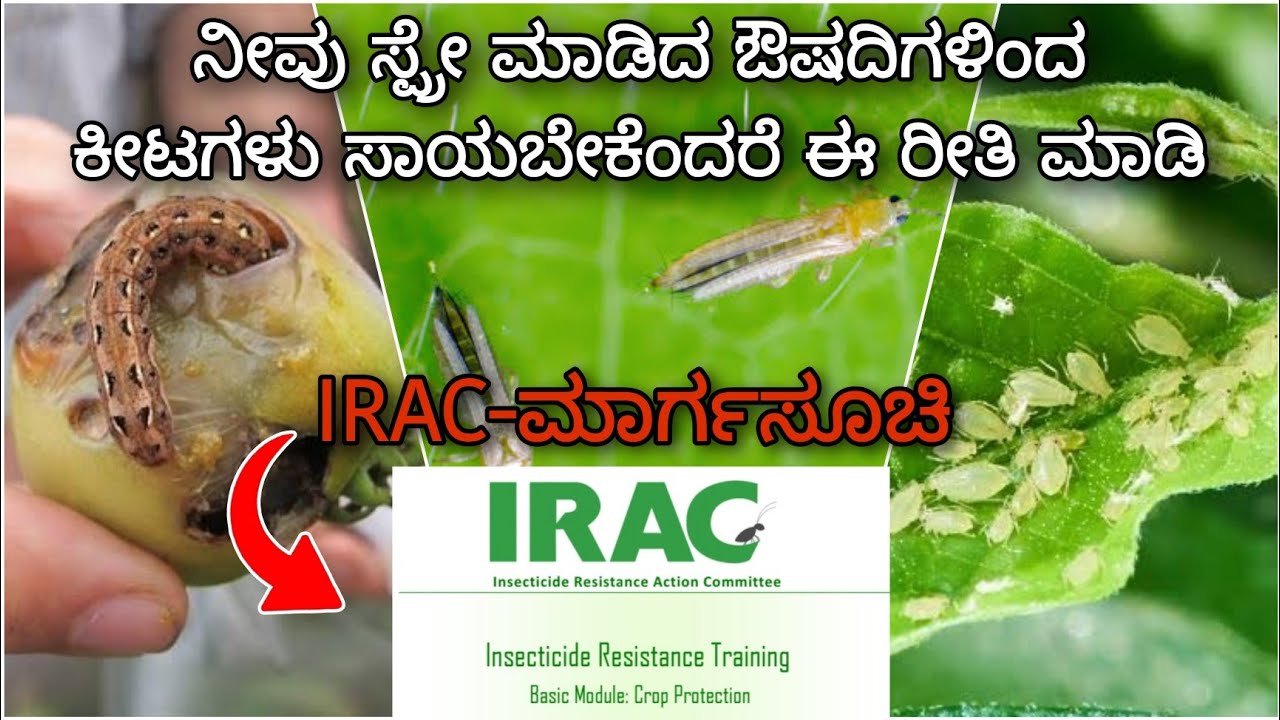Insecticide Resistance Management-IRAC Guidelines | ಕೀಟಗಳಿಗೆ ಸ್ಪ್ರೇ ...