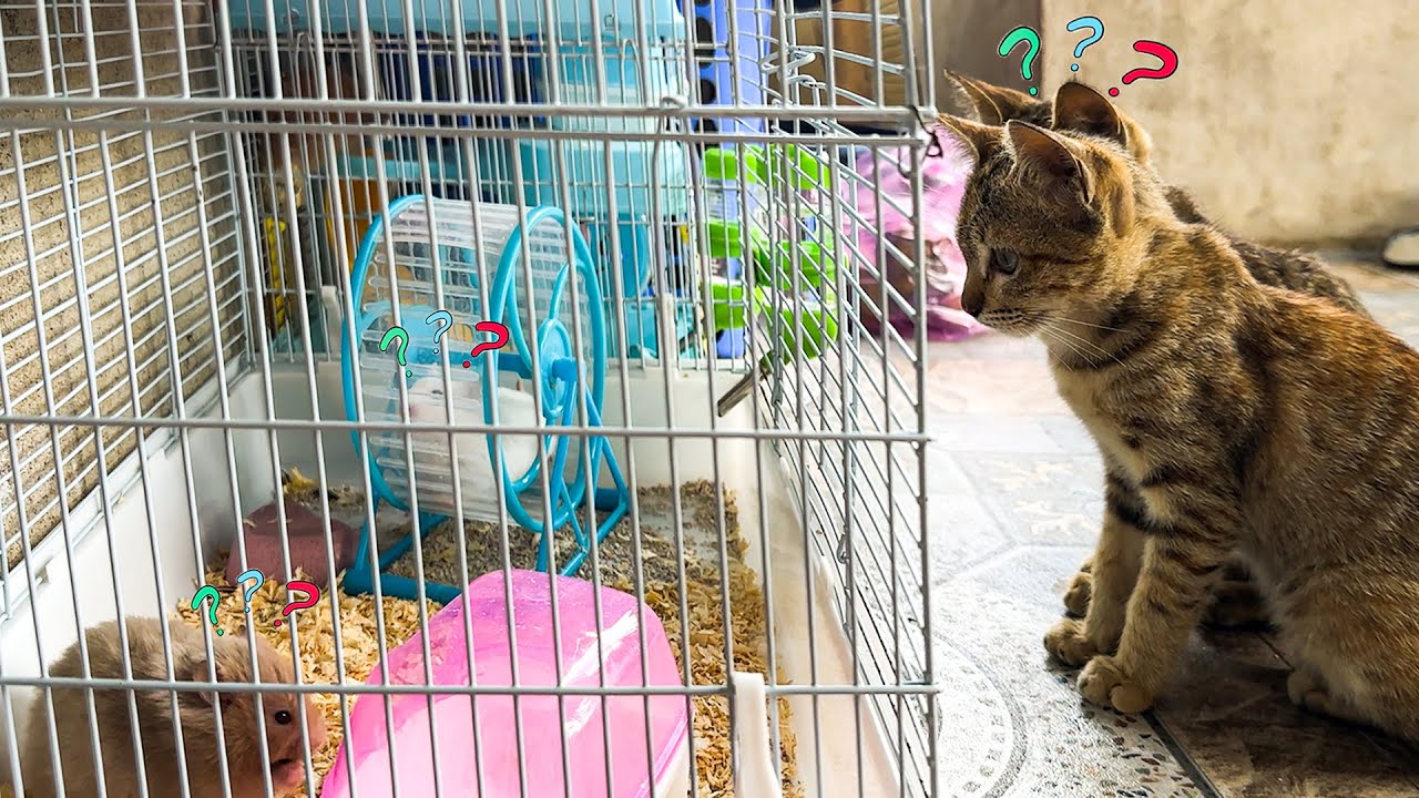 😺 Cats vs Hamster 🐹 : You'll be Shocked What Happens Next! - YouTube