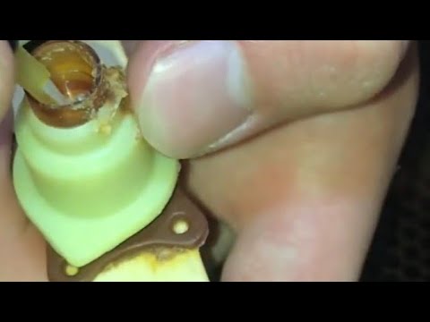 Ana arı üretimi için detaylı larva transfer işlemi.